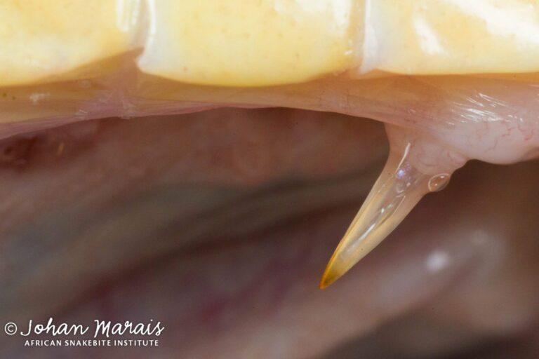 Teeth and Fangs - African Snakebite Institute