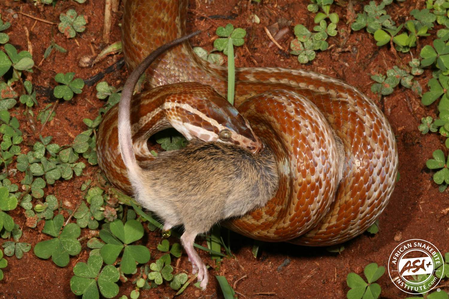 Teeth and Fangs - African Snakebite Institute