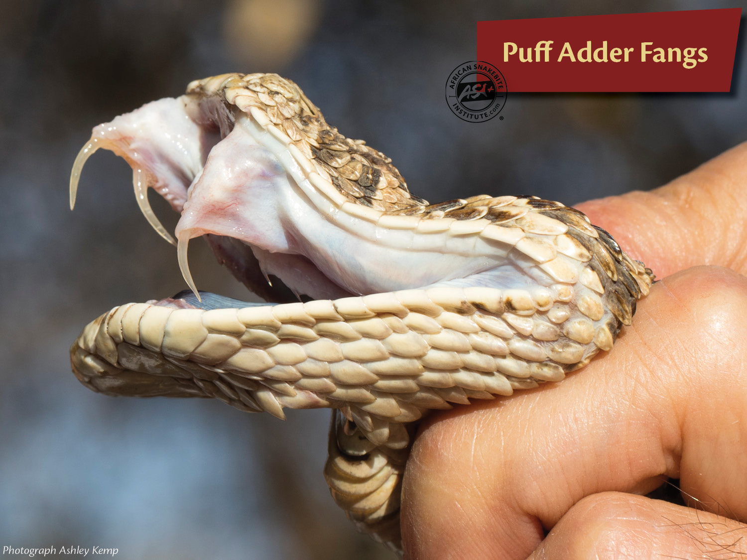 Teeth and Fangs - African Snakebite Institute