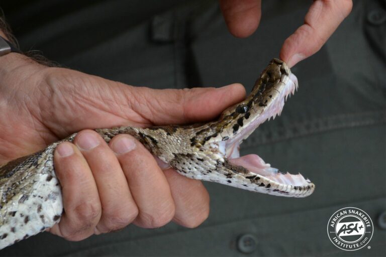 Teeth and Fangs - African Snakebite Institute