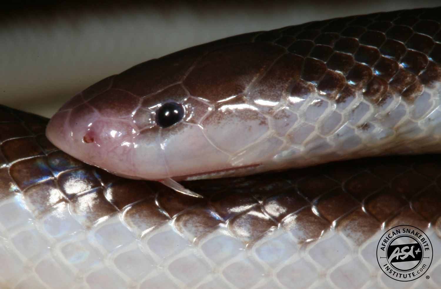 Teeth and Fangs - African Snakebite Institute