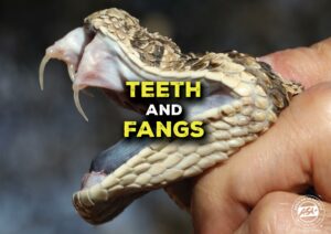 Teeth and Fangs - African Snakebite Institute