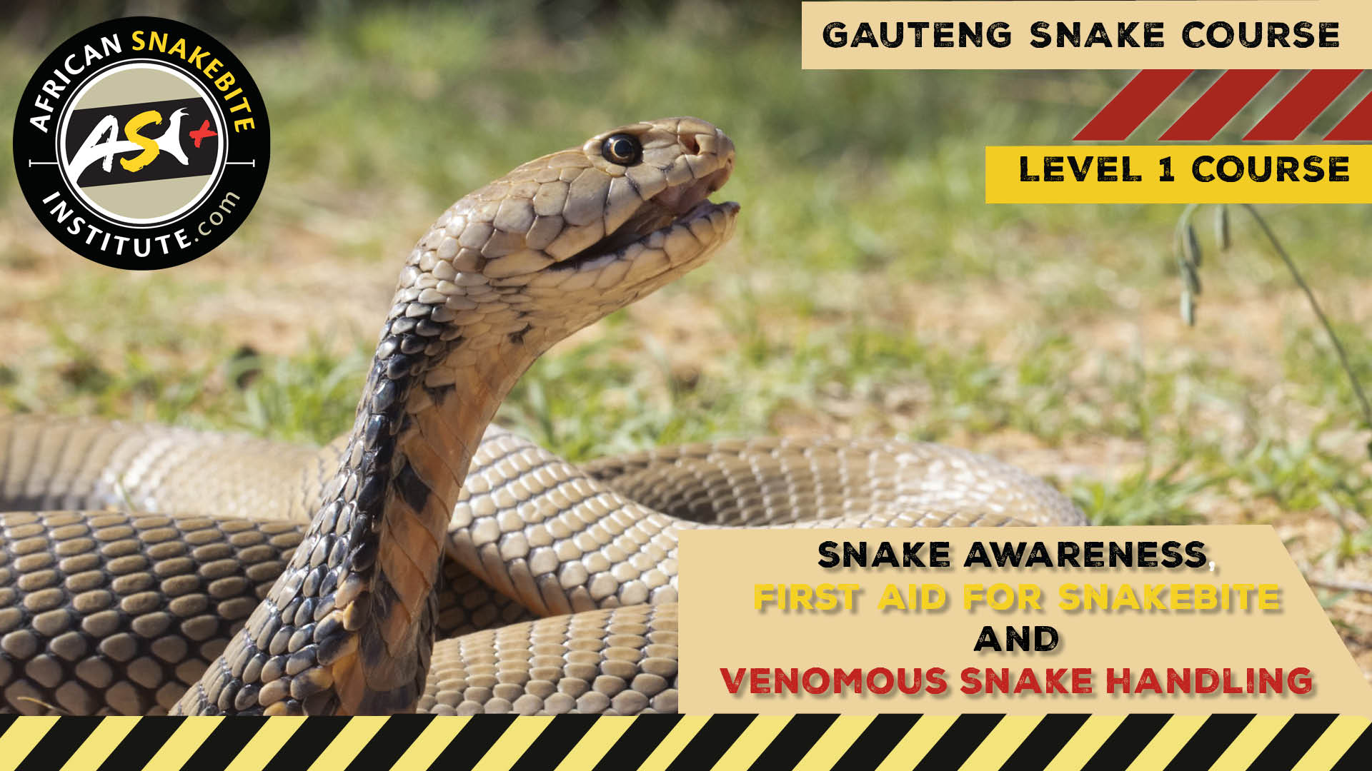 Snake Awareness & Venomous Snake Handling (Gauteng) - 2024-10-26