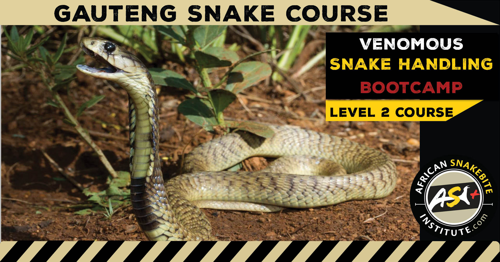 Venomous Snake Handling Bootcamp (Gauteng) - 2024-10-27
