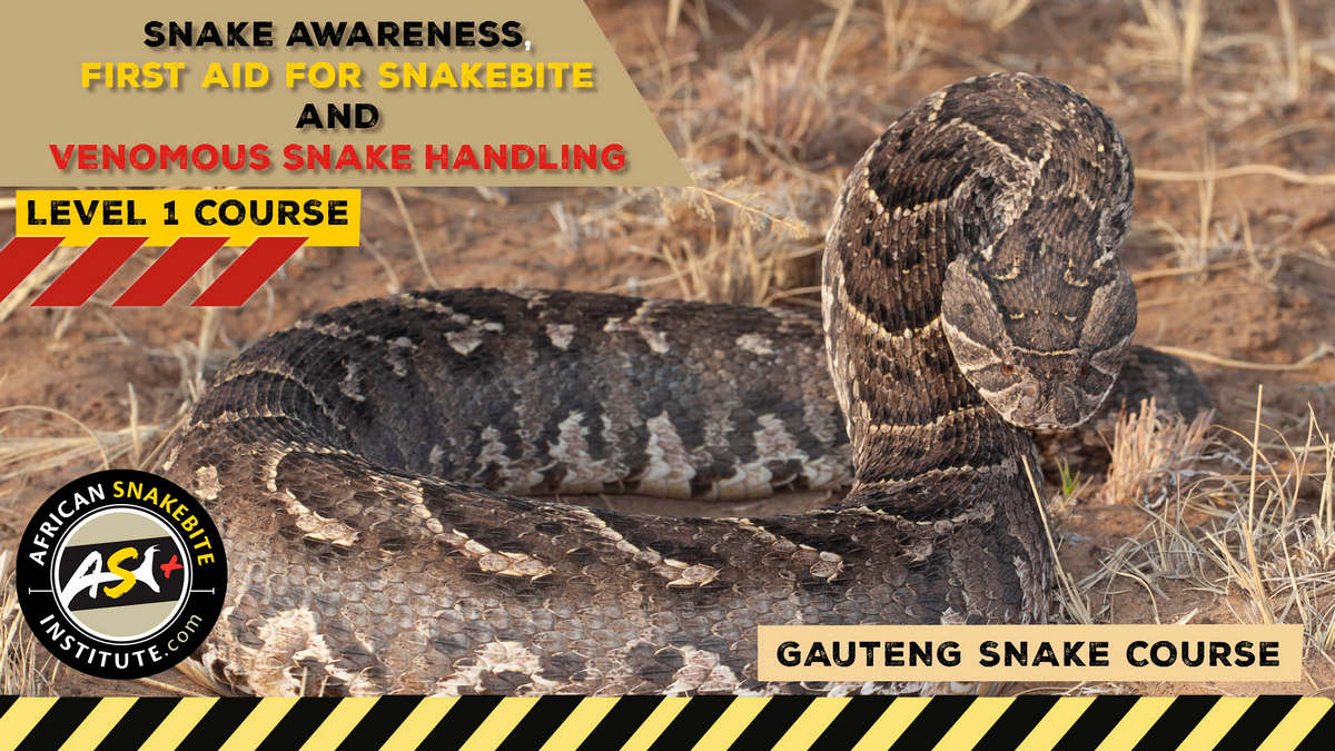 Snake Awareness & Venomous Snake Handling (Gauteng) - 2024-11-23