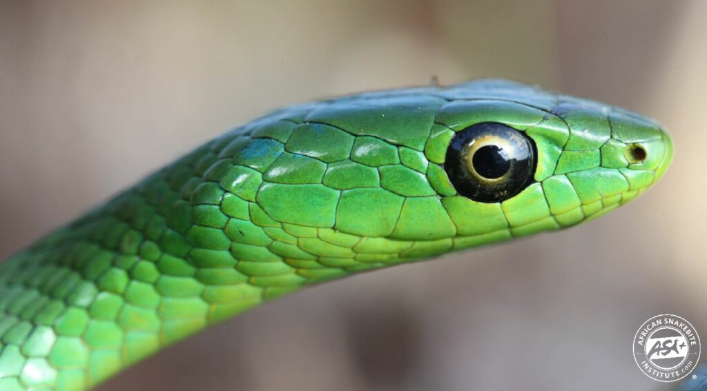 Snake Senses - African Snakebite Institute