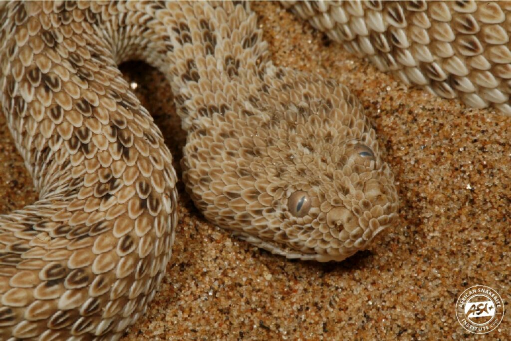 Snake Senses - African Snakebite Institute