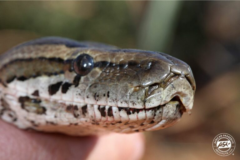 Snake Senses - African Snakebite Institute