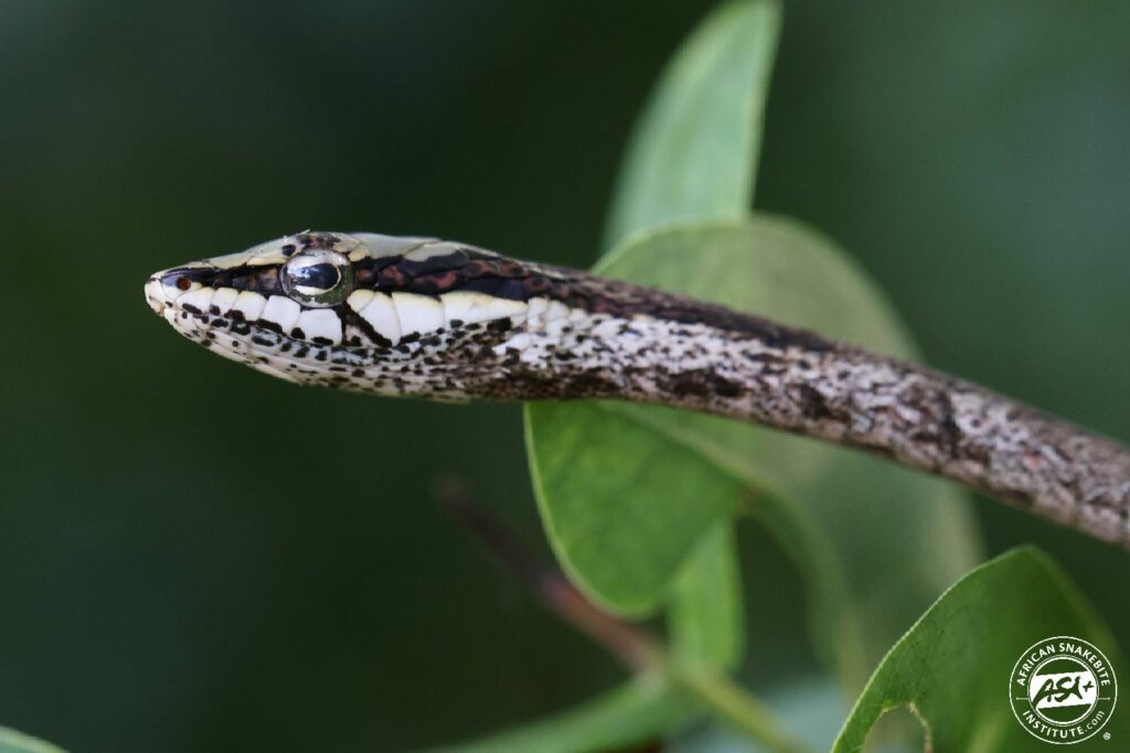 Snake Senses - African Snakebite Institute