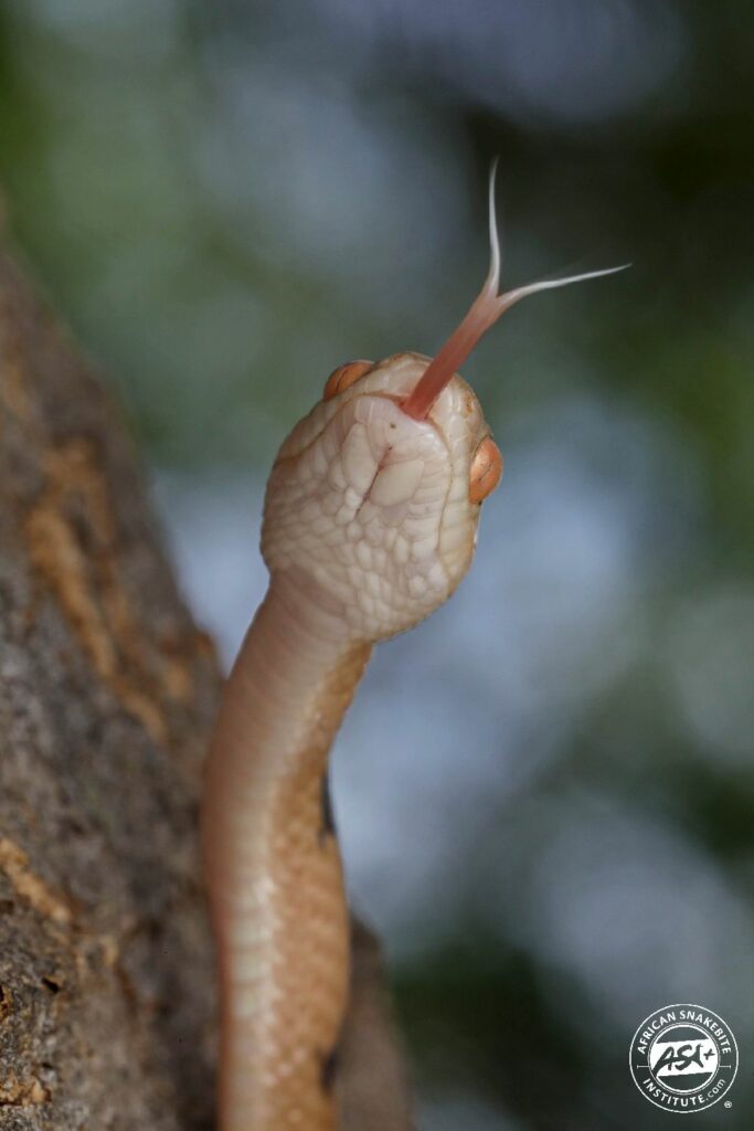 Snake Senses - African Snakebite Institute
