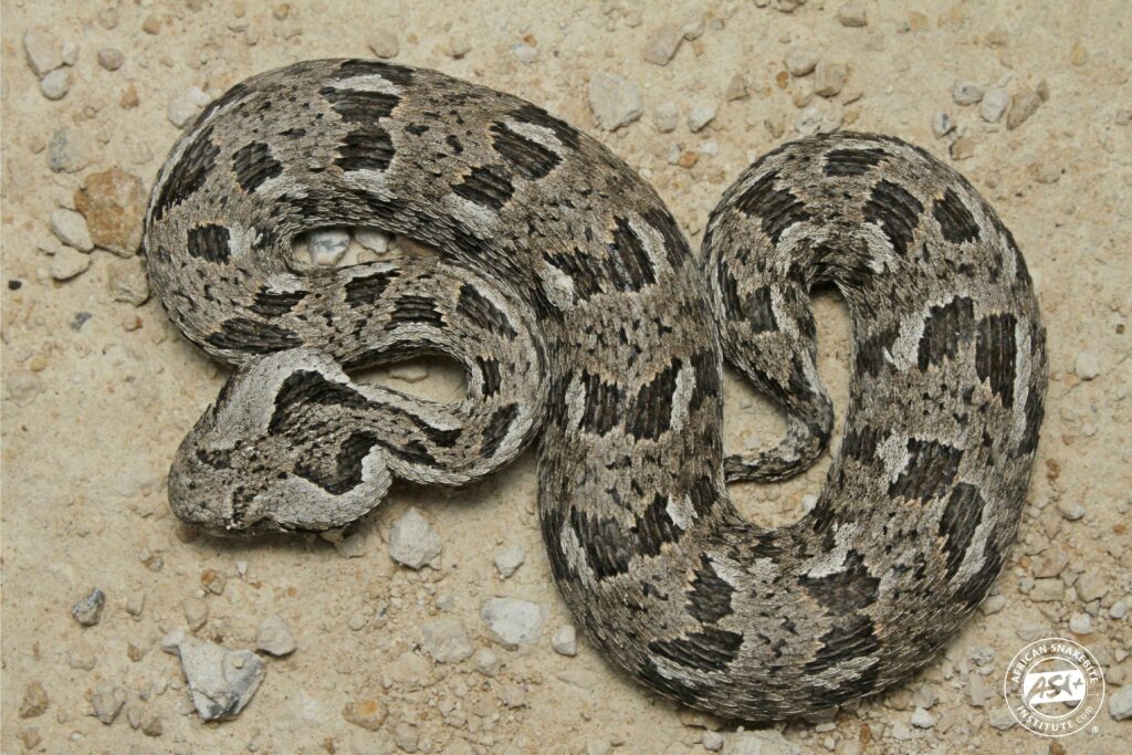 Top 10 rare snakes of southern Africa - African Snakebite Institute