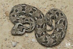 Top 10 rare snakes of southern Africa - African Snakebite Institute
