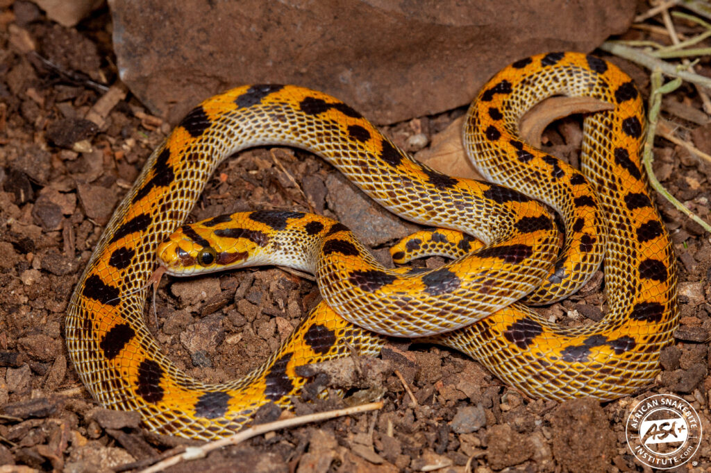 Top 10 rare snakes of southern Africa - African Snakebite Institute