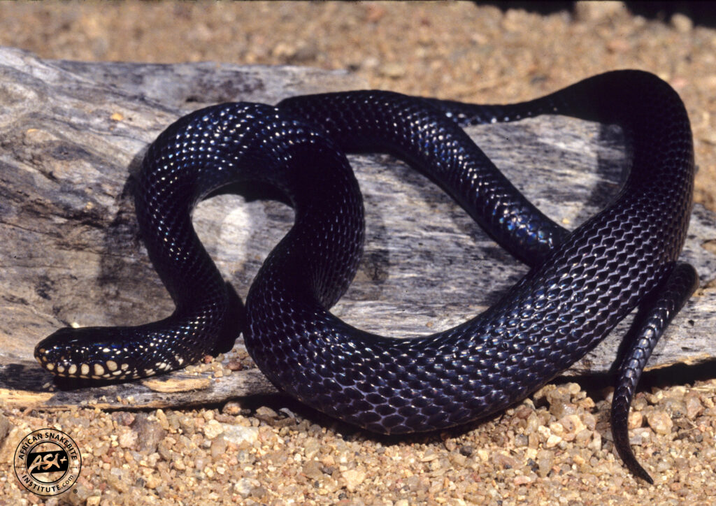 Top 10 rare snakes of southern Africa - African Snakebite Institute