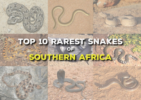 Top 10 rare snakes of southern Africa - African Snakebite Institute