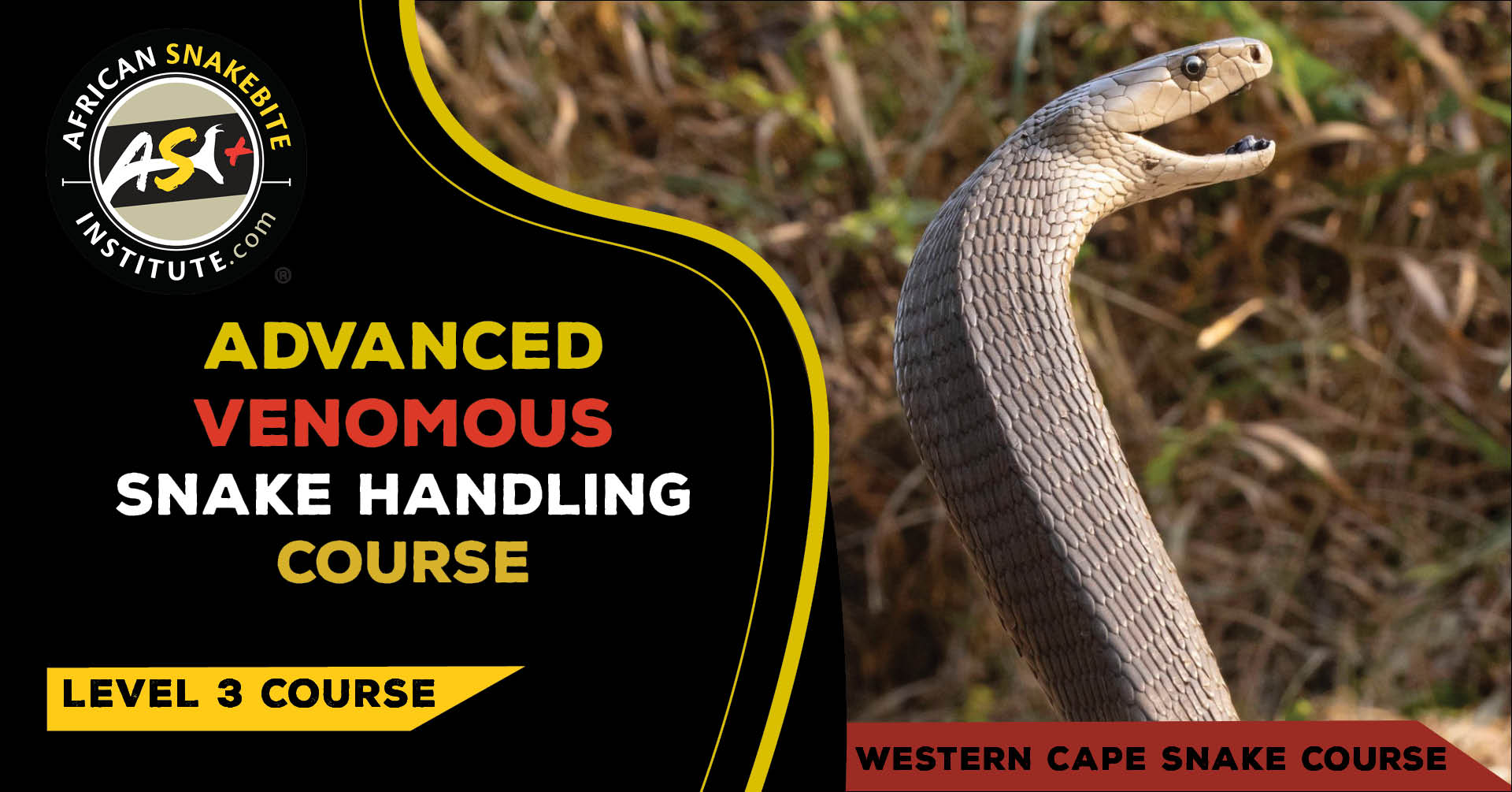 Advanced Venomous Snake Handling (Western Cape) - 2025-02-16