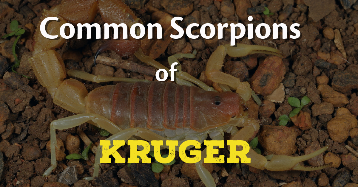 Common Scorpions of Kruger National Park - African Snakebite Institute