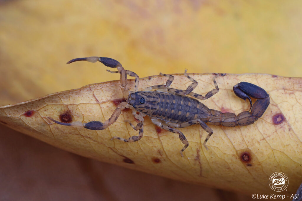 Common Scorpions of Mozambique - African Snakebite Institute