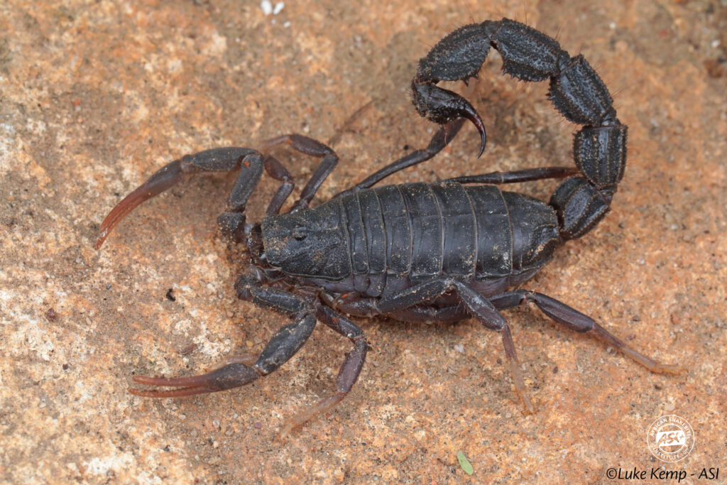 Common Scorpions of Kruger National Park - African Snakebite Institute
