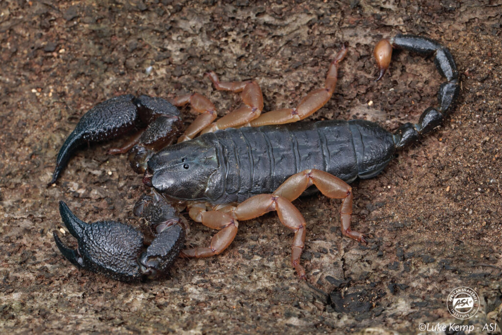 Common Scorpions of Kruger National Park - African Snakebite Institute