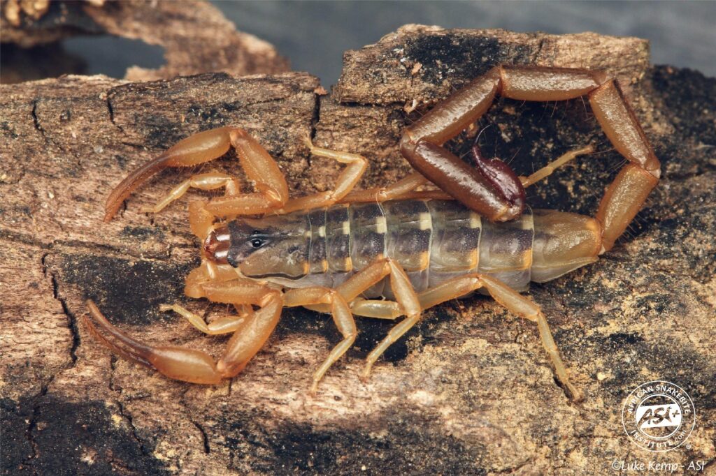 Common Scorpions of Kruger National Park - African Snakebite Institute