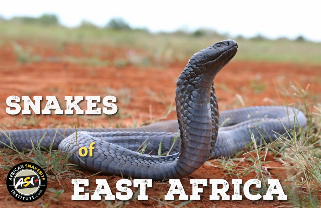 Snake Identification and Awareness - East Africa - African Snakebite ...