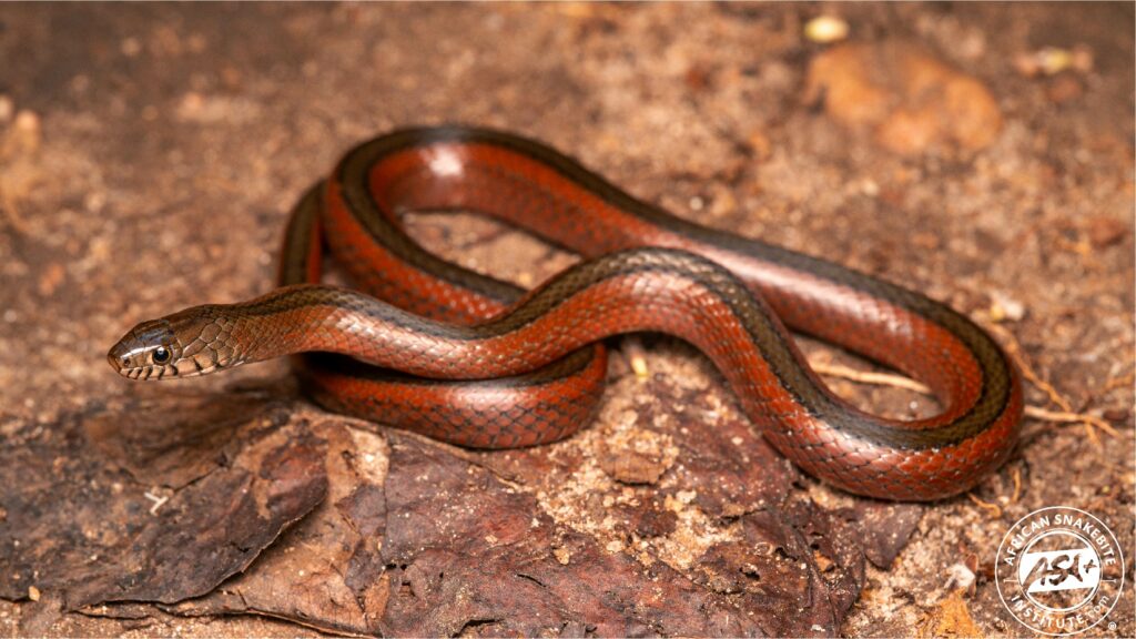 Olive Marsh Snake - African Snakebite Institute