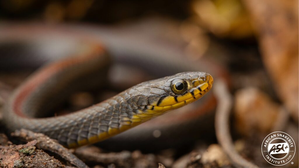 Olive Marsh Snake - African Snakebite Institute