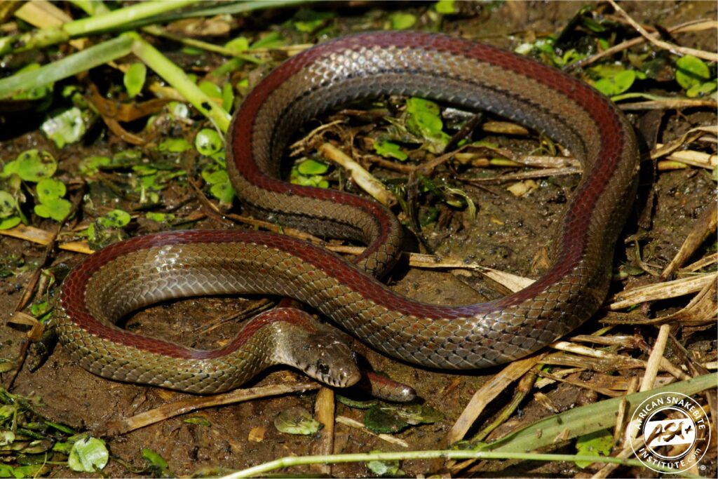 Olive Marsh Snake - African Snakebite Institute