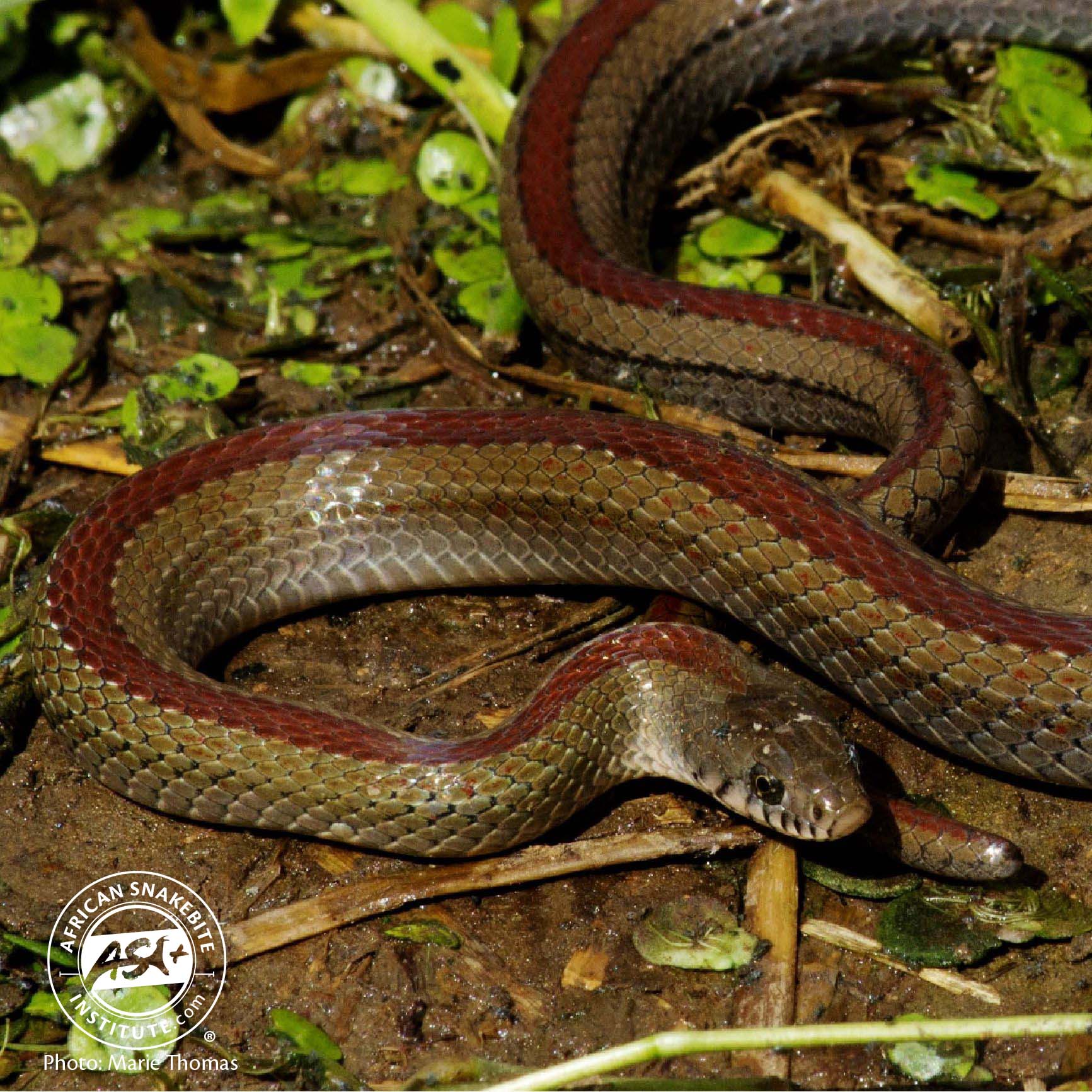 Olive Marsh Snake - African Snakebite Institute
