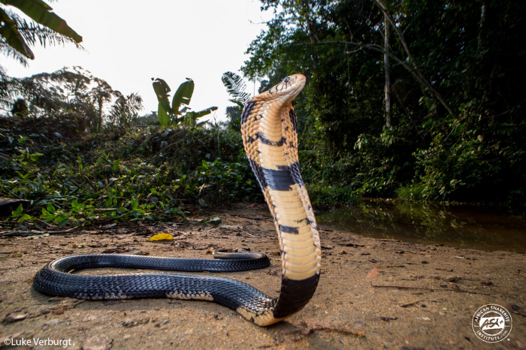 Forest Cobras - African Snakebite Institute