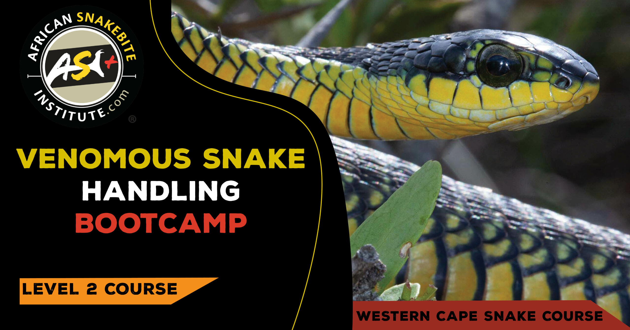 Venomous-Snake Handling Bootcamp (Western Cape) - 2025-06-22