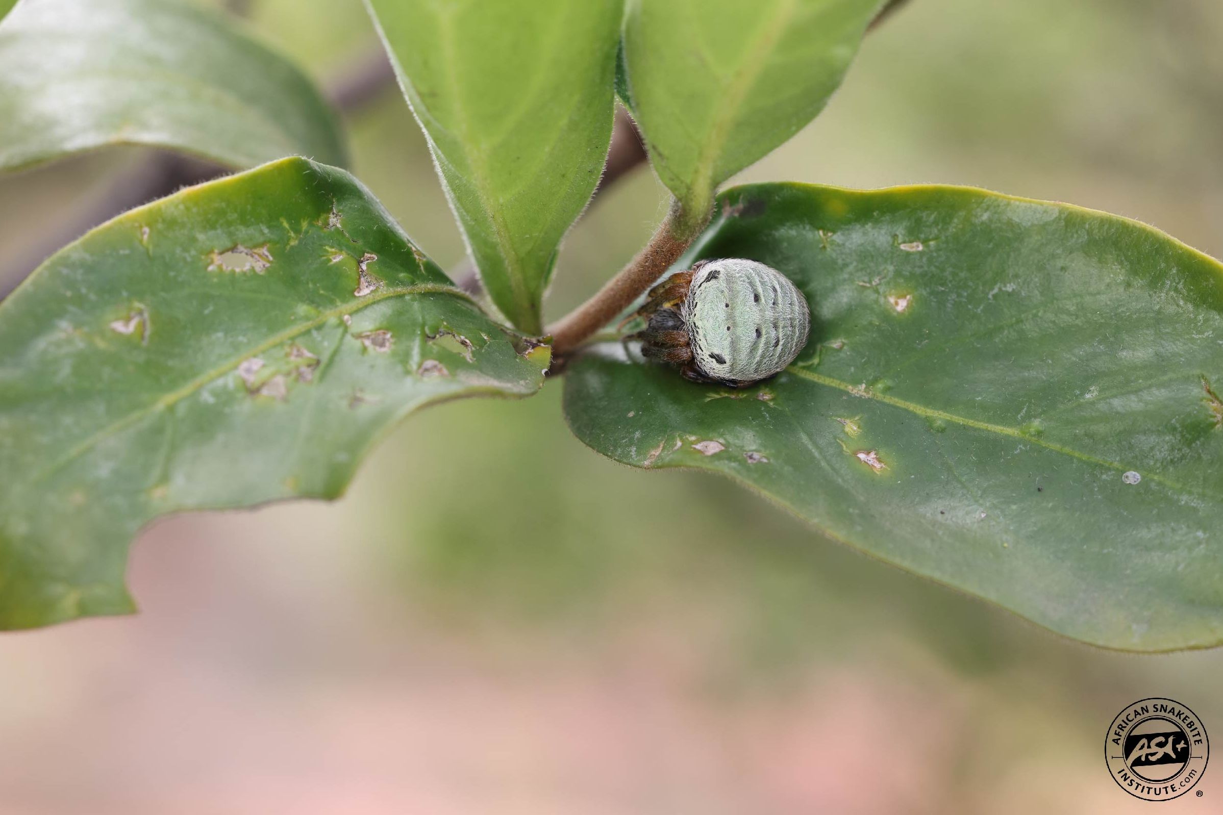 Green Pea Spider - African Snakebite Institute