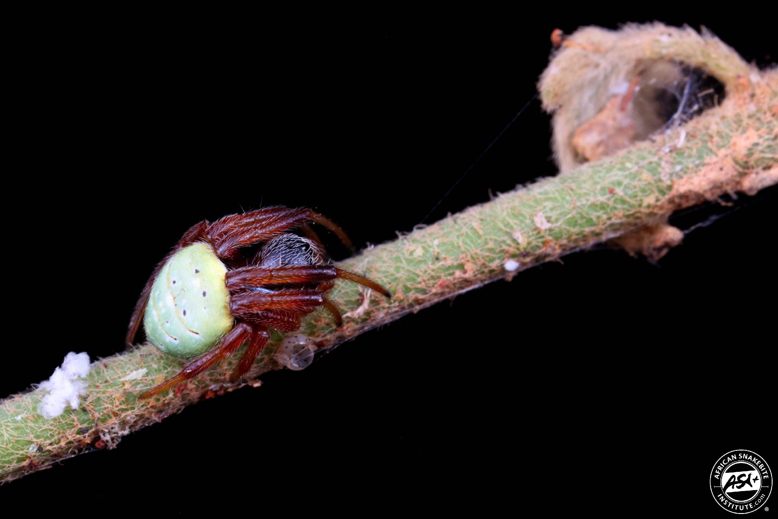 Green Pea Spider - African Snakebite Institute