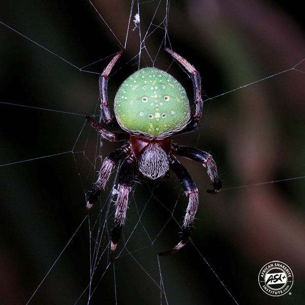 Green Pea Spider - African Snakebite Institute