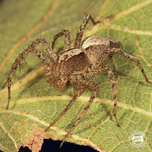 Lynx Spider - African Snakebite Institute