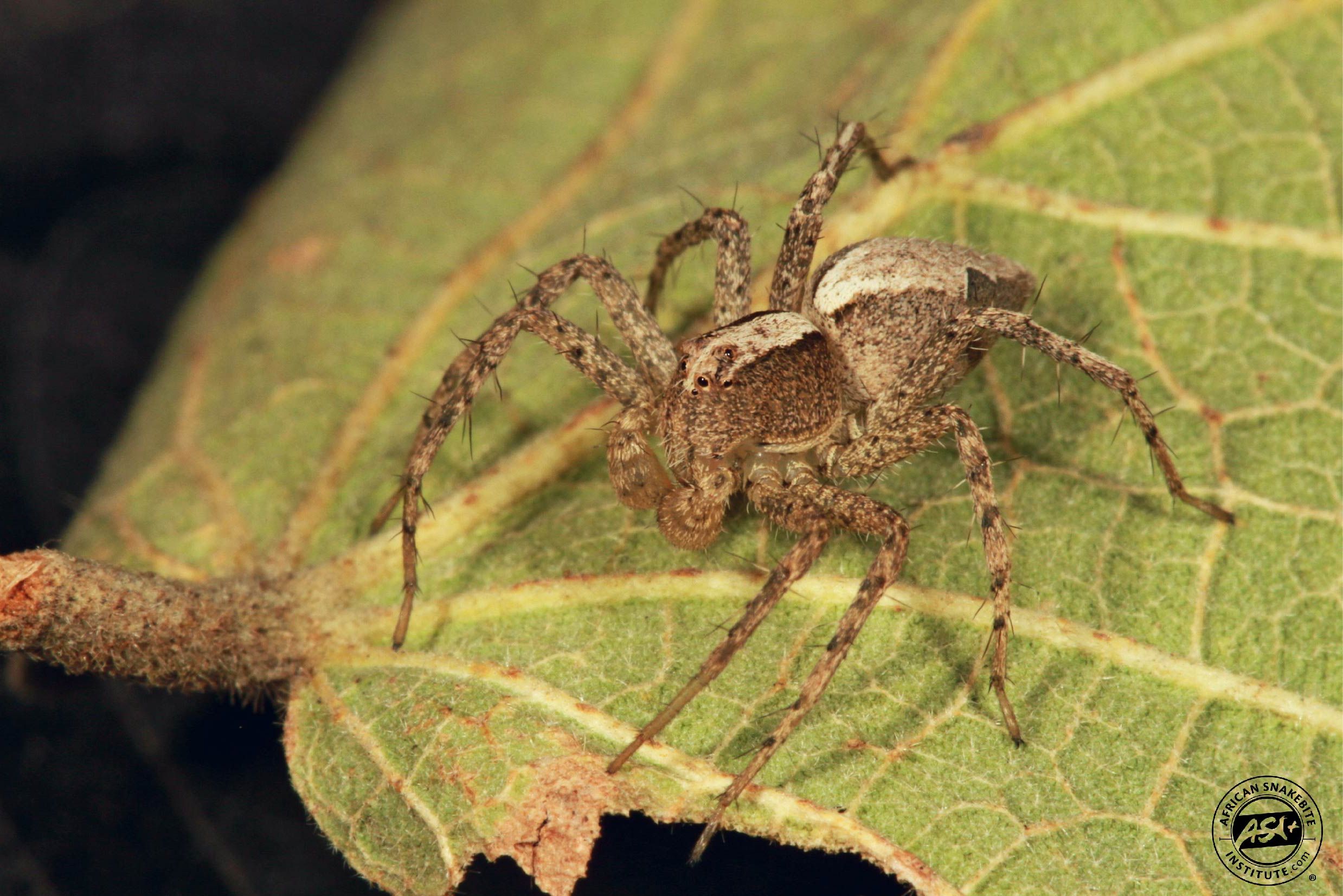 Lynx Spider - African Snakebite Institute