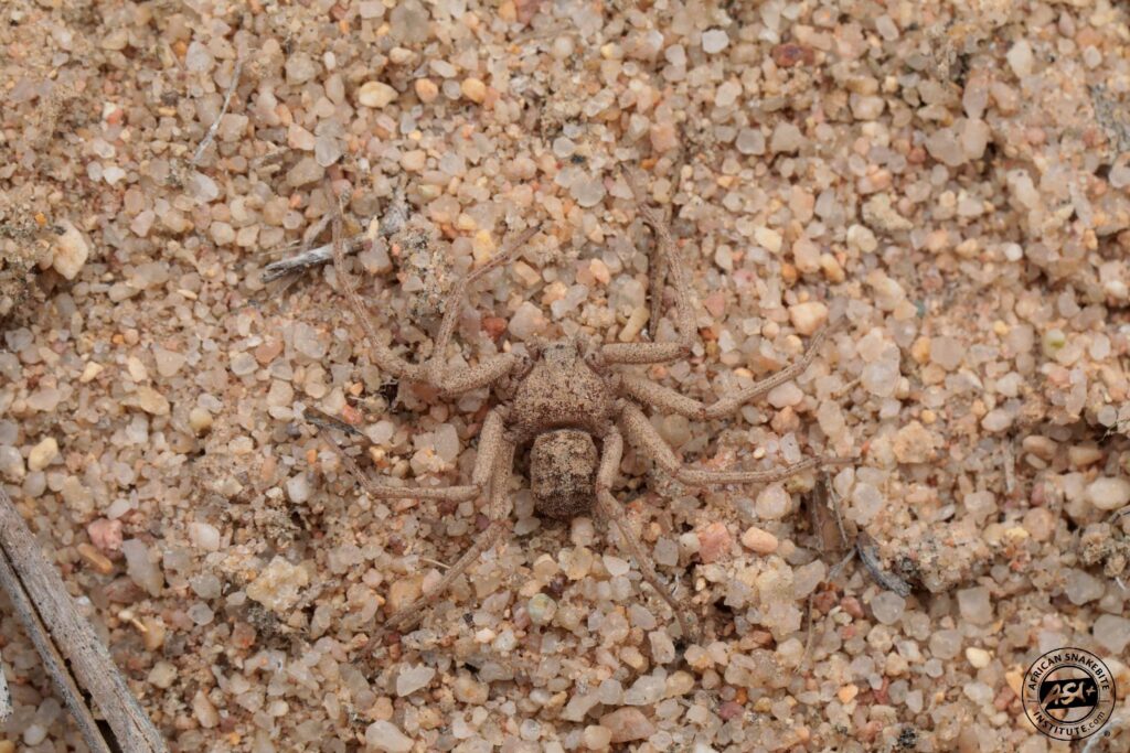 Six-eyed Sand Spider - African Snakebite Institute