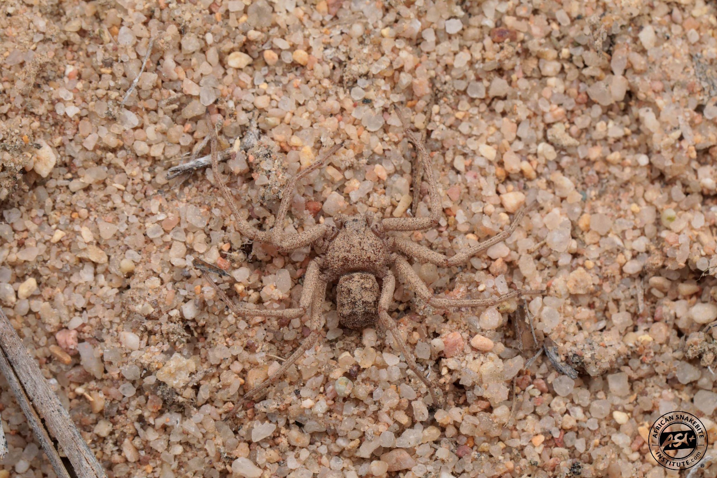 Six-eyed Sand Spider - African Snakebite Institute