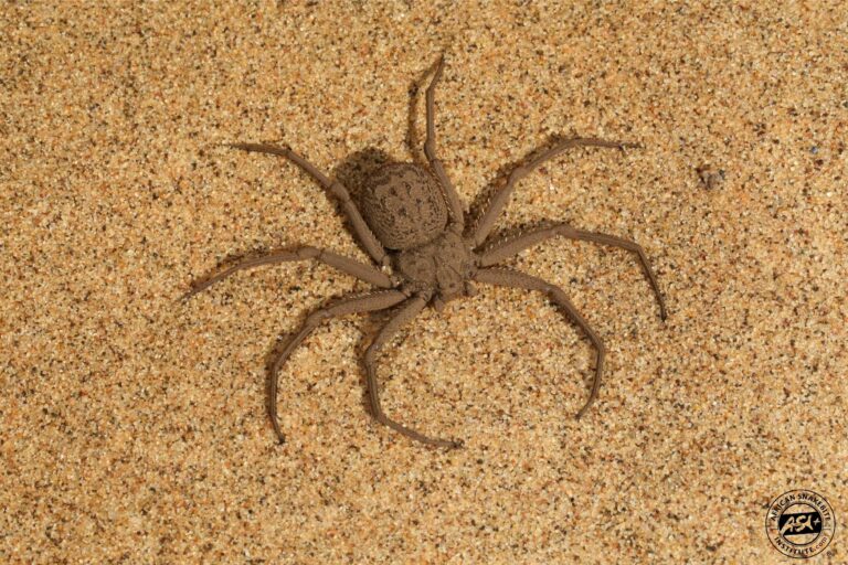 Six-eyed Sand Spider - African Snakebite Institute