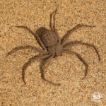 Six-eyed Sand Spider - African Snakebite Institute