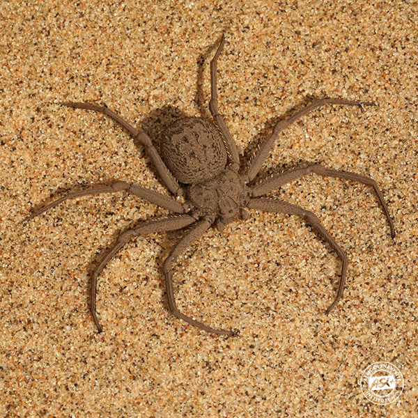 Six-eyed Sand Spider - African Snakebite Institute