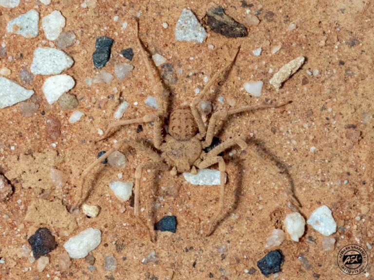 Six-eyed Sand Spider - African Snakebite Institute