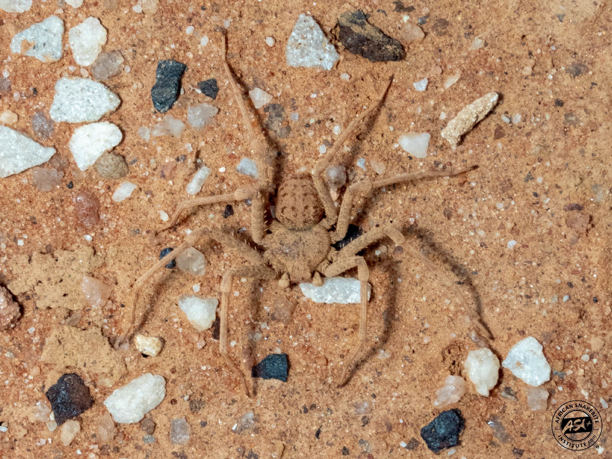 Six-eyed Sand Spider - African Snakebite Institute