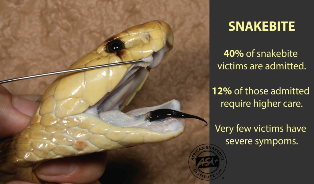 Black Viper Snake Bites