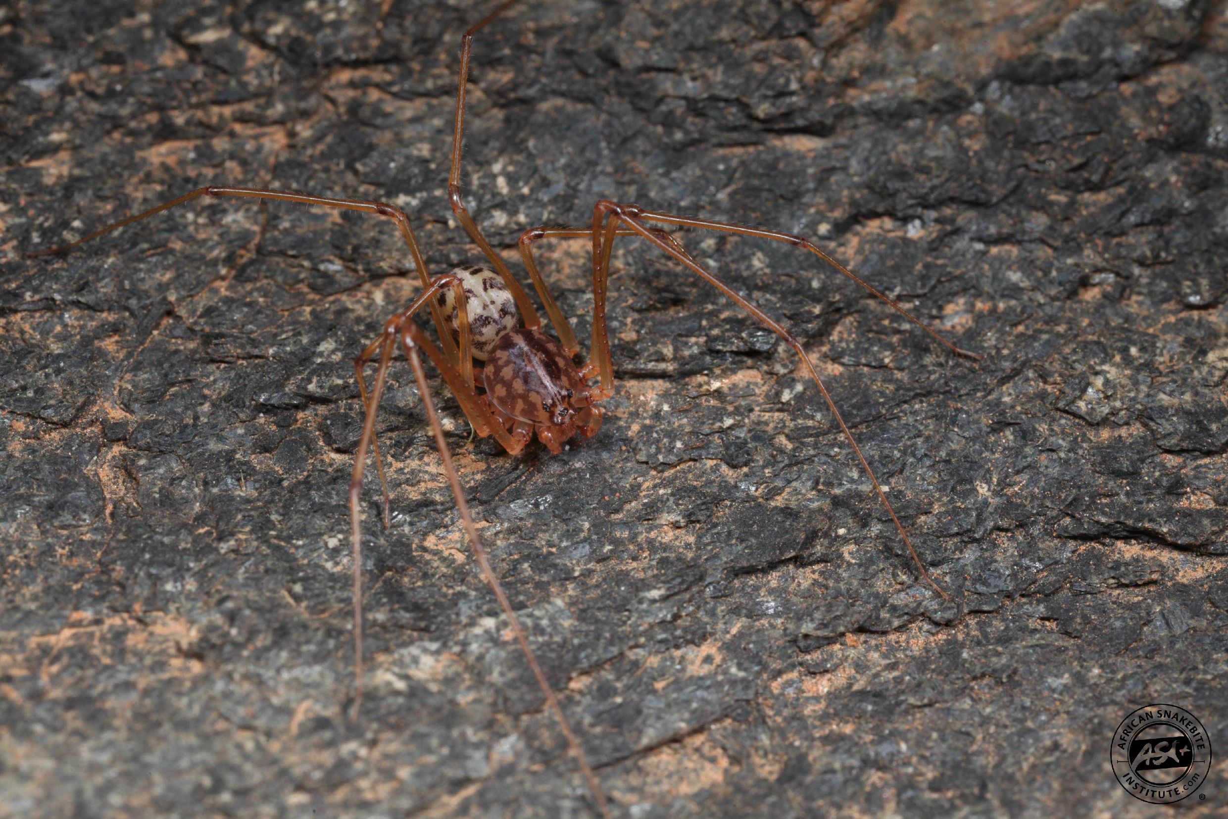 Spitting Spider - African Snakebite Institute