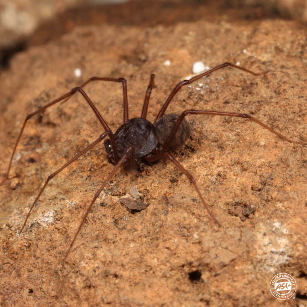 Spitting Spider - African Snakebite Institute