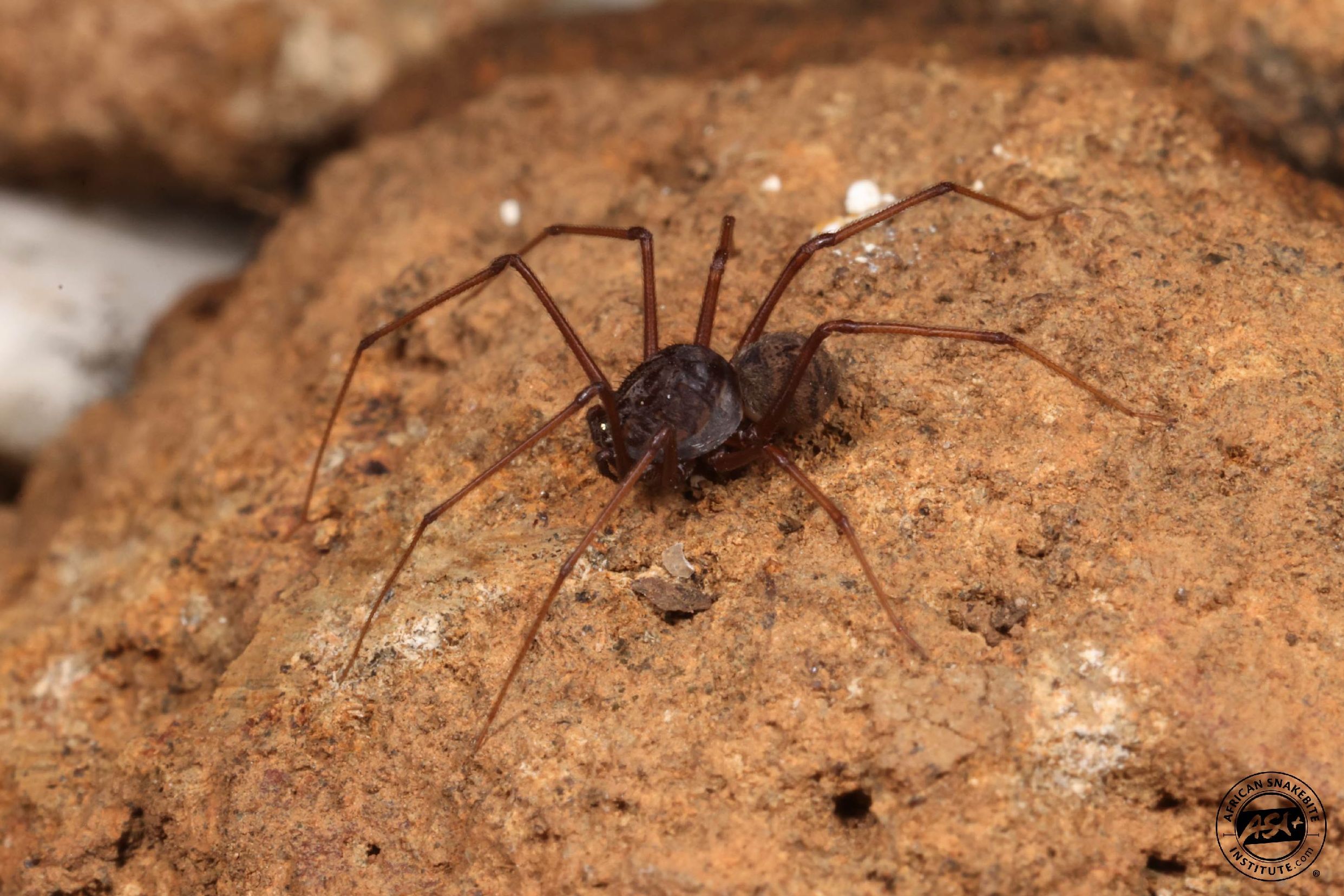 Spitting Spider - African Snakebite Institute