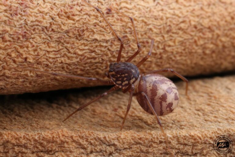 Spitting Spider - African Snakebite Institute