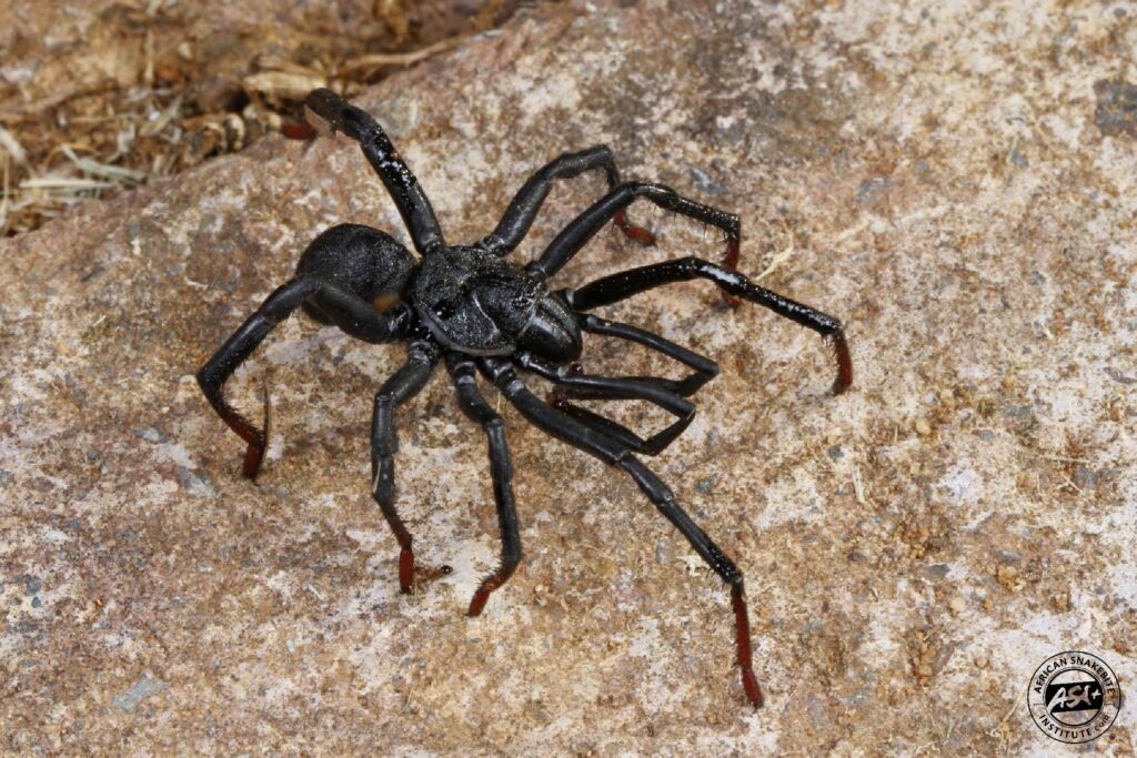 Trapdoor Spider - African Snakebite Institute